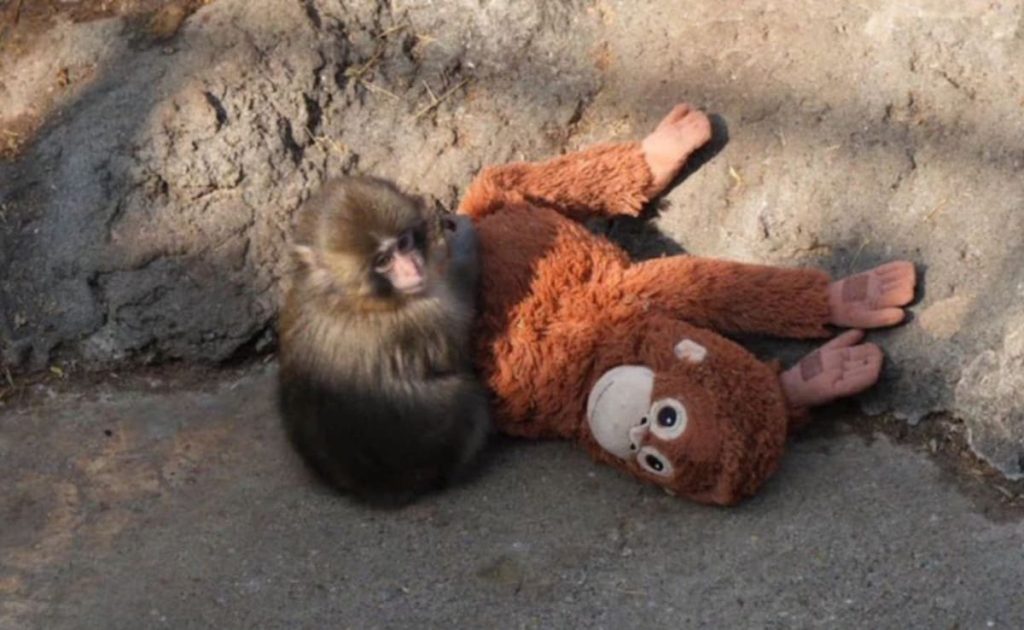 Punch The Monkey Viral 2025: Kisah Haru Bayi Kera Jepang yang Saingi ...